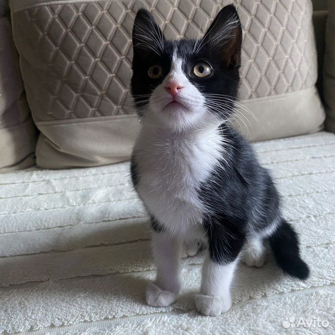 Котенок Стасик