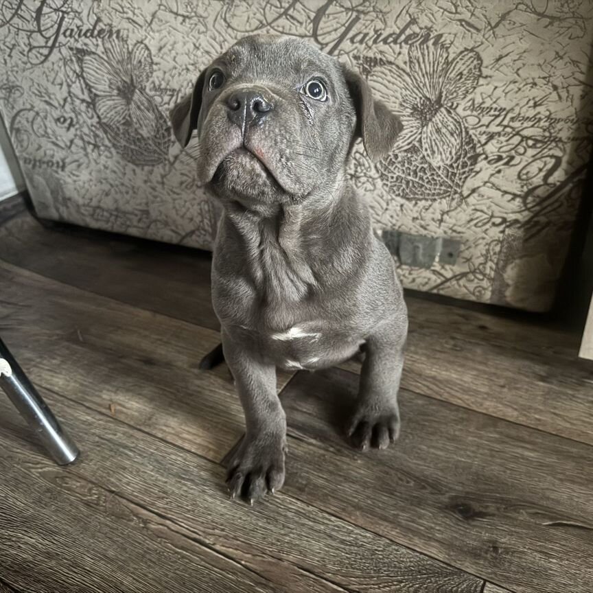 Щенок Корсо