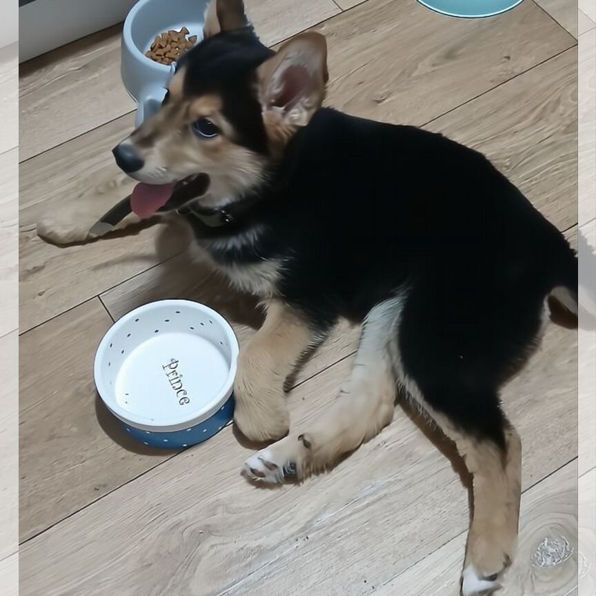 Щенок в добрые руки