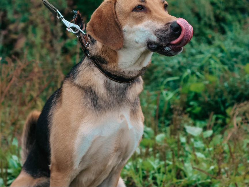 Прекрасная Лило ищет дом