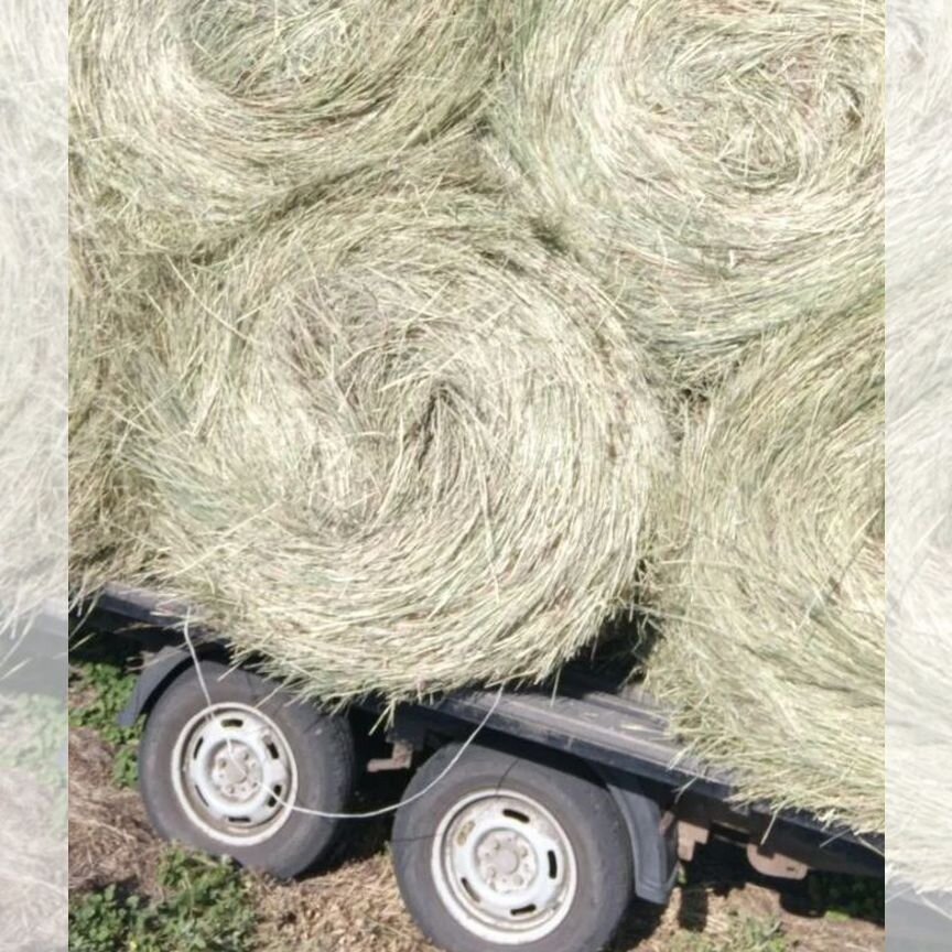 Сено в рулонах
