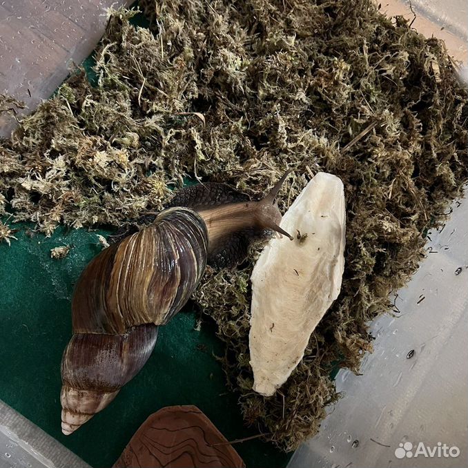 Улитка ахатина гигантская