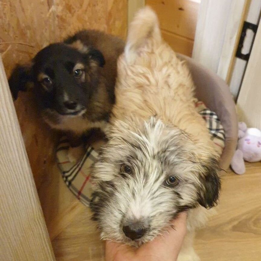 Щенок в добрые руки