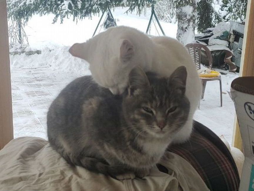 Кошечка голубого окраса 5 месяцев