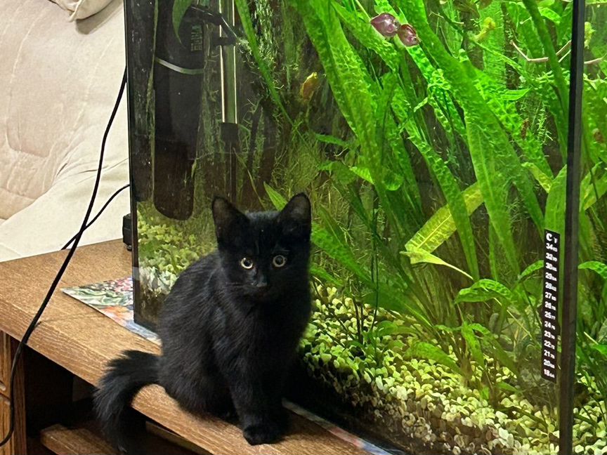 Котята в добрые руки приучены к лотку