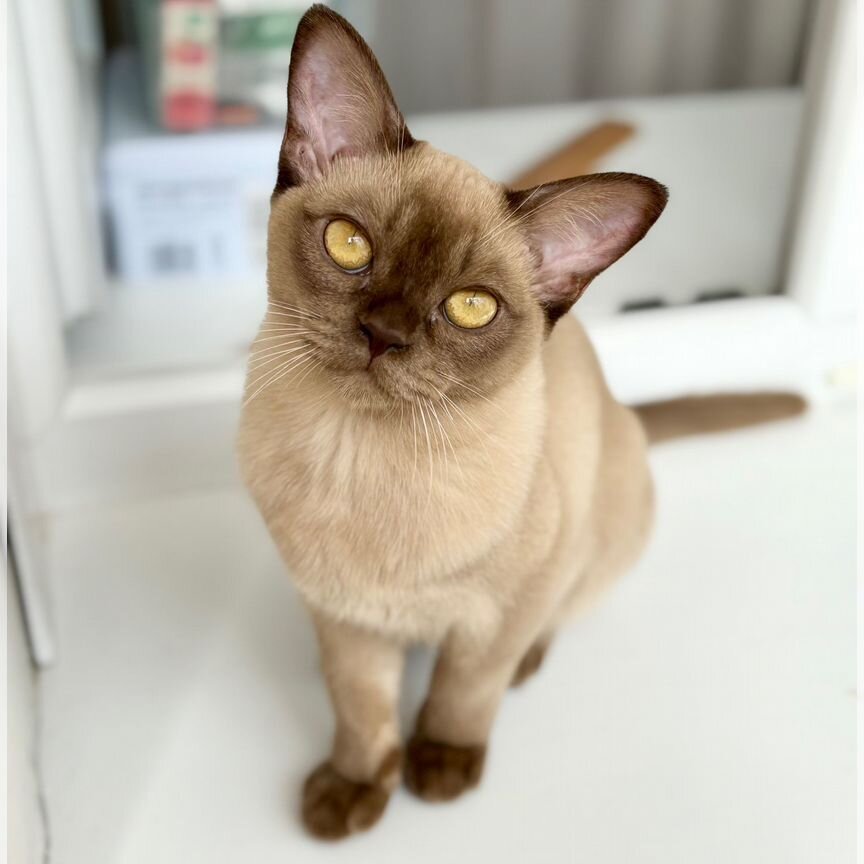 Бурманский котенок — Биби