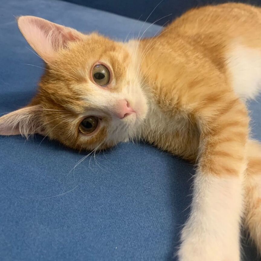 Котёнок в добрые руки