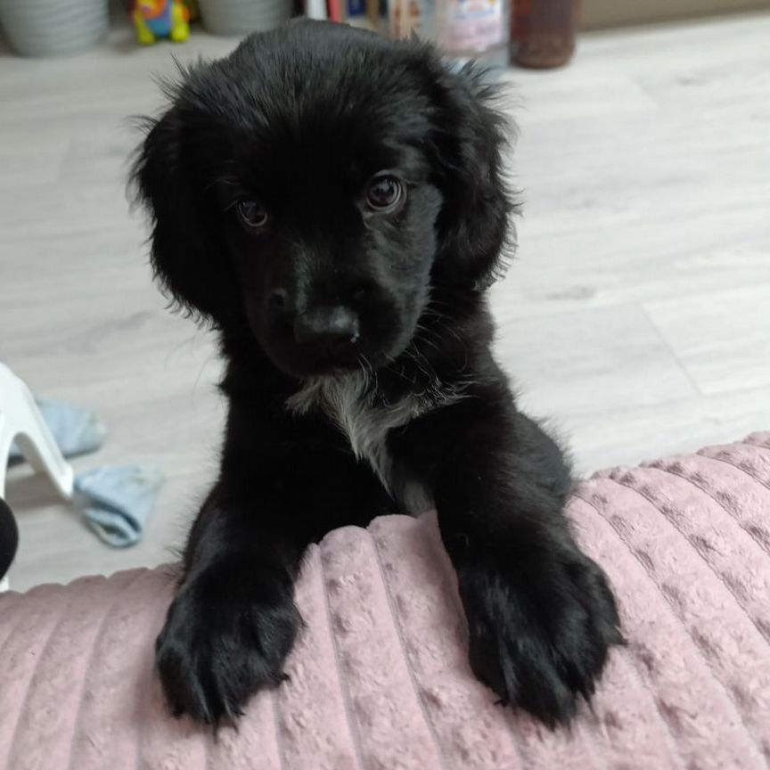 Русский охотничий спаниель, щенок