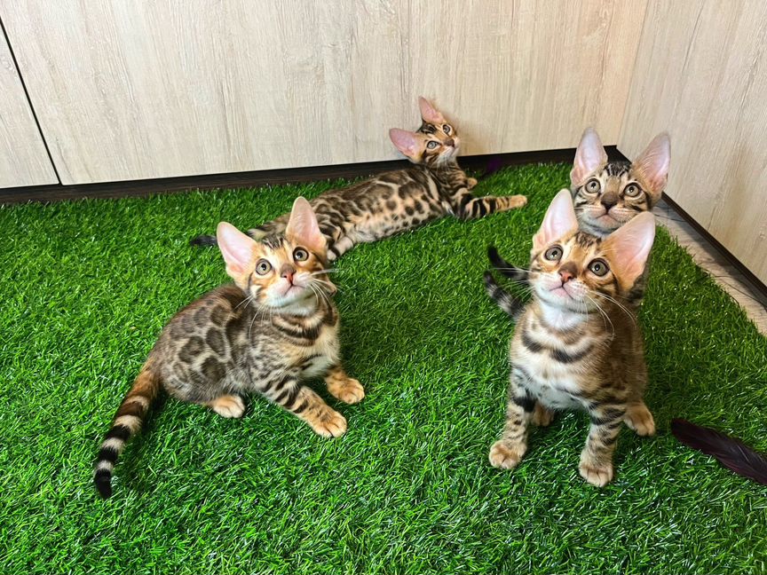 Бенгальские малыши шоу класса