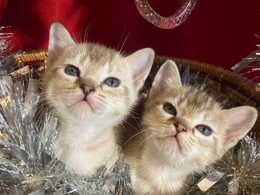 Котята Бурмиллы(бронь)
