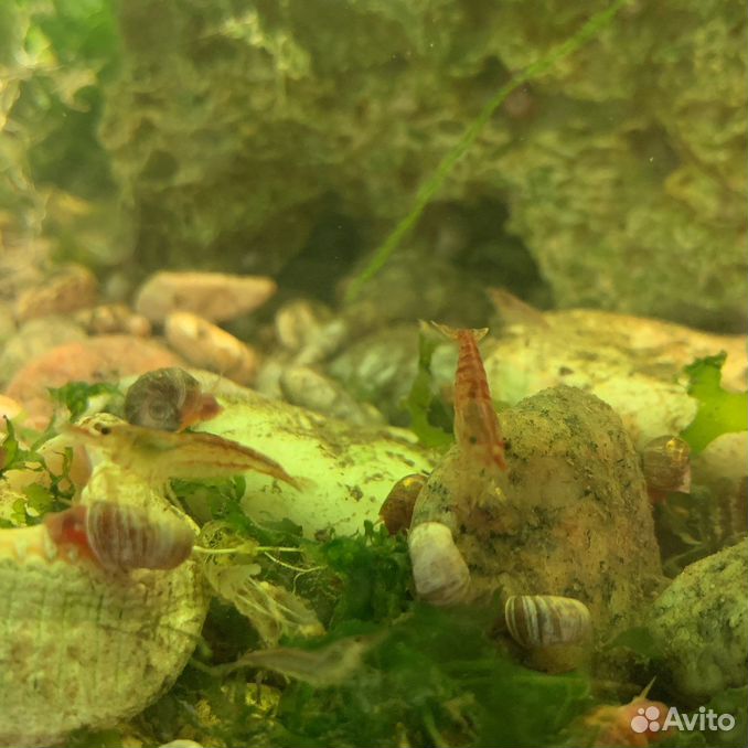 Аквариумные креветки чери