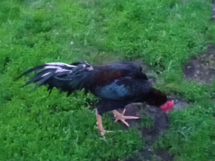 Бойцовые куры