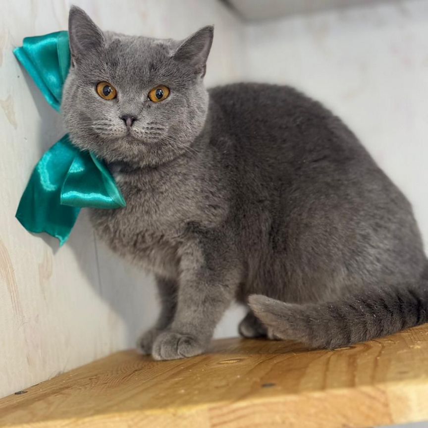 Алисия живет в приюте