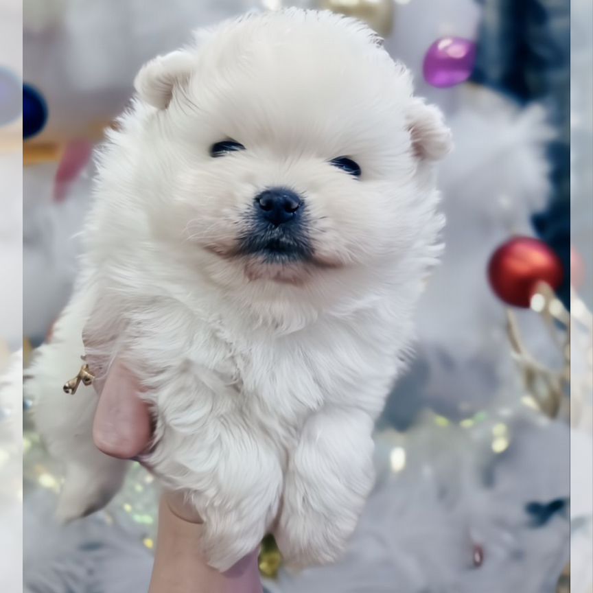 Померанский шпиц, щенок