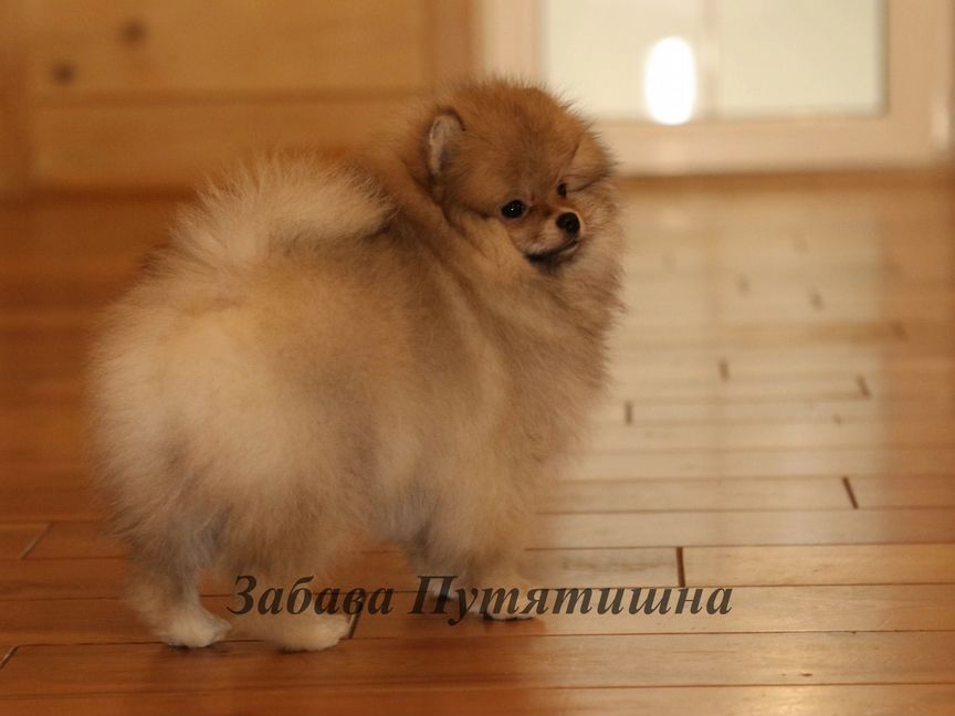 Шпиц мальчик рыжий