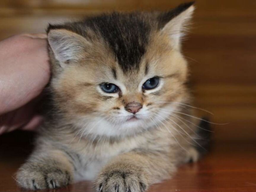 Британец чёрное золото