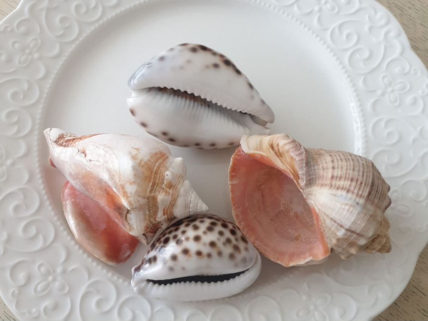 Морские ракушки