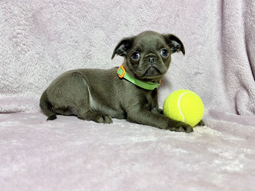 Голубой мальчик брабансон