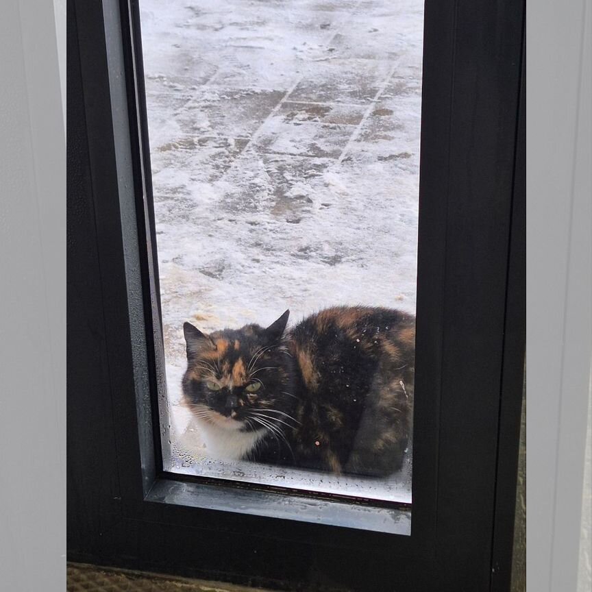 Взрослая, Девочка кошка в добрые руки