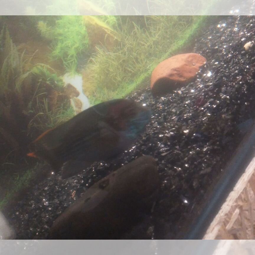 Акара бирюзовая