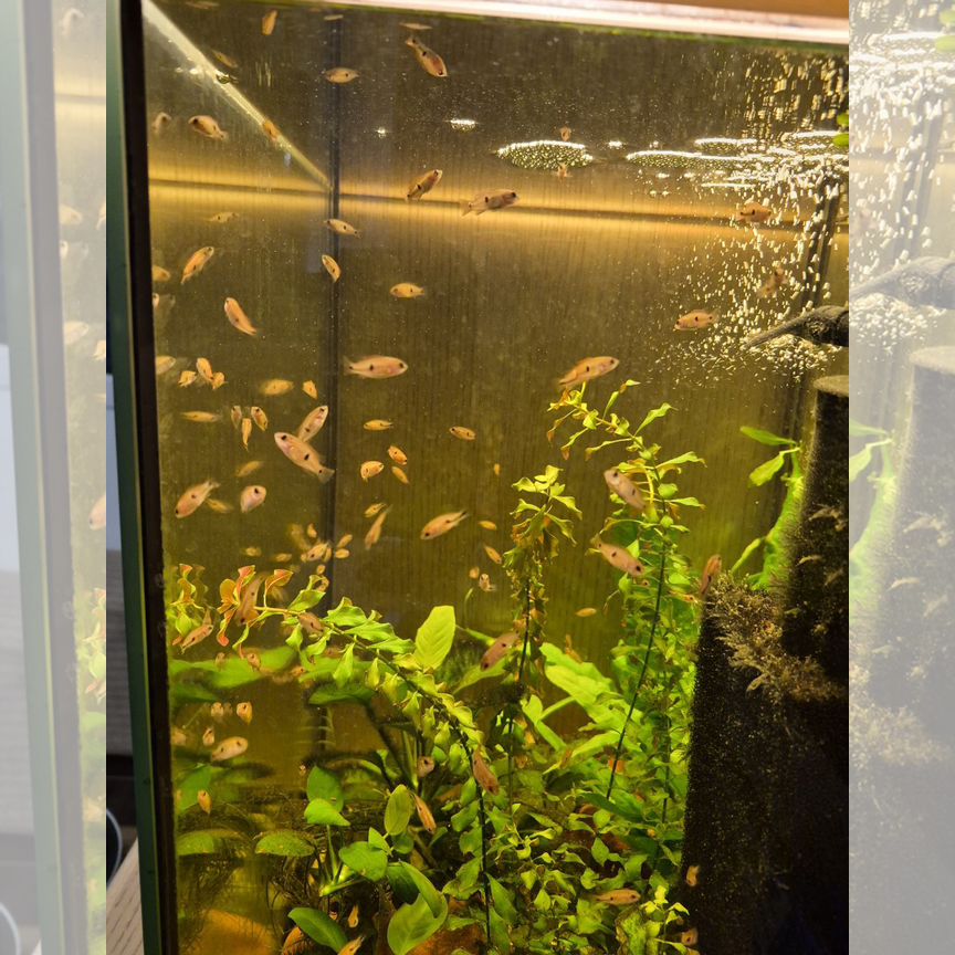 Хромис красавец