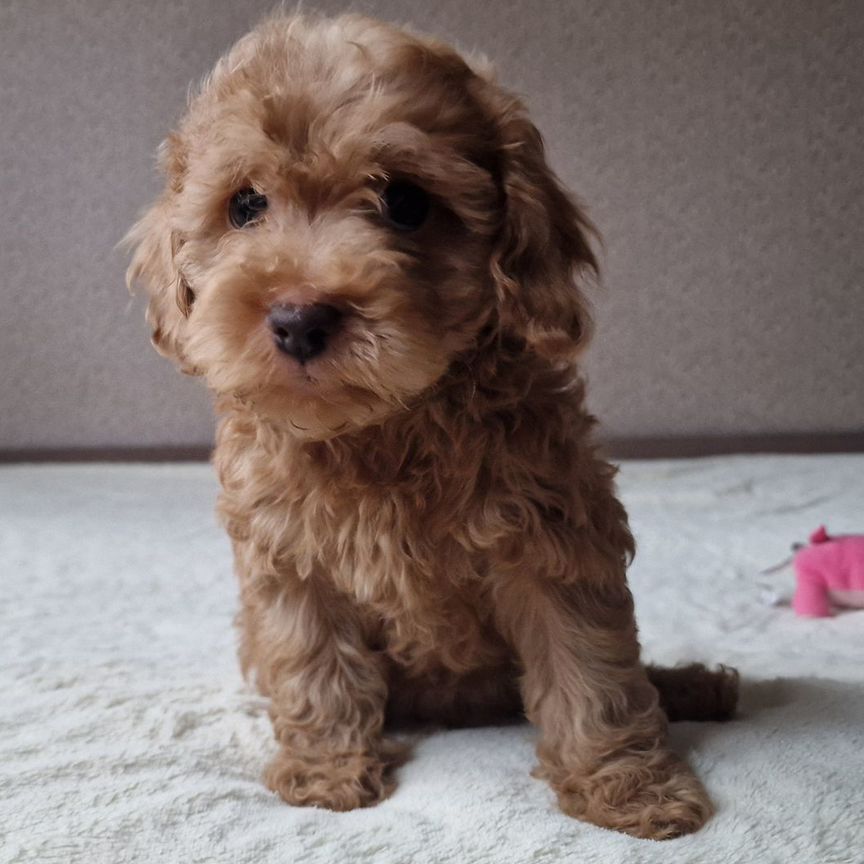 Кавапу, щенок