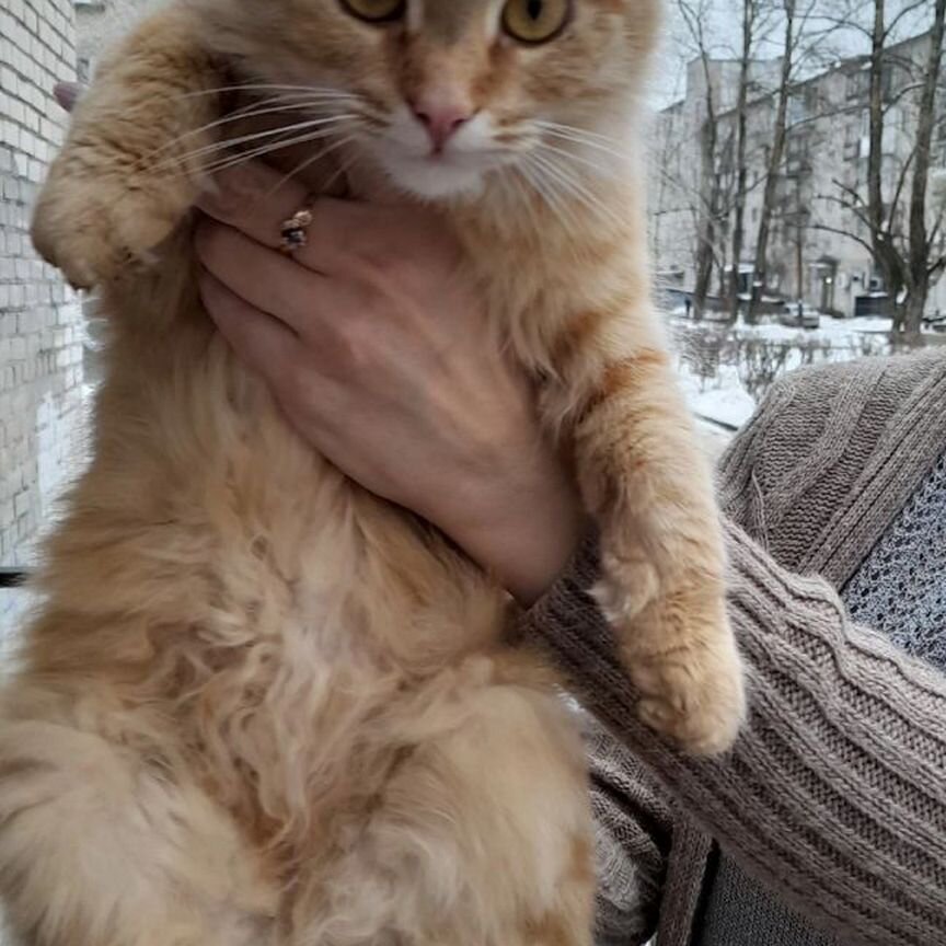 Кошка