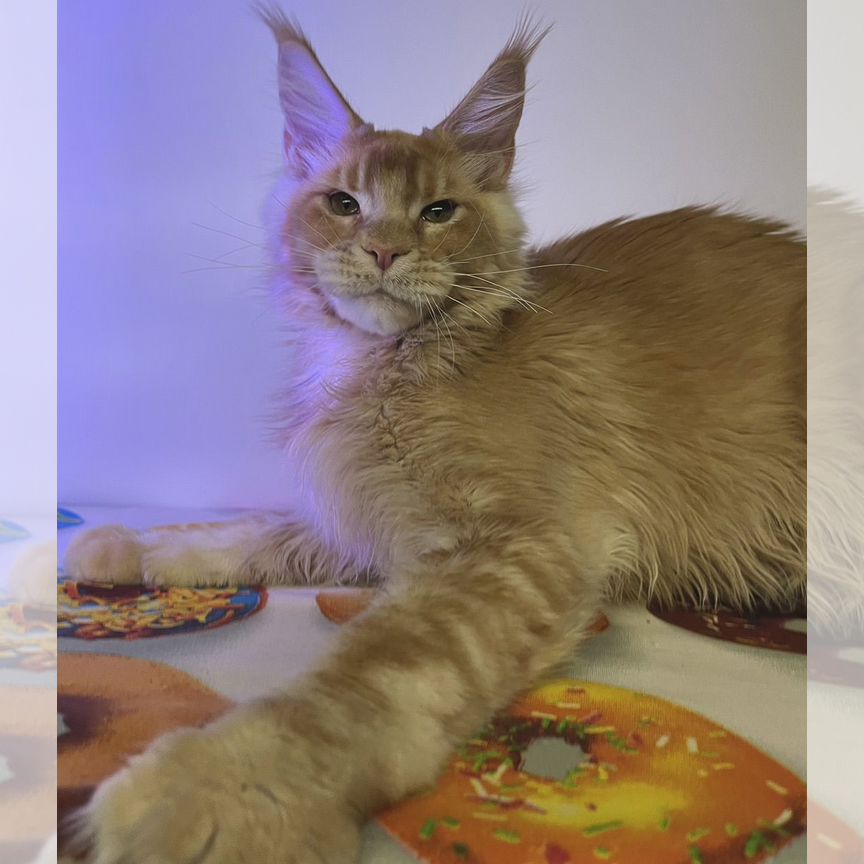 Мейн-кун котёнок