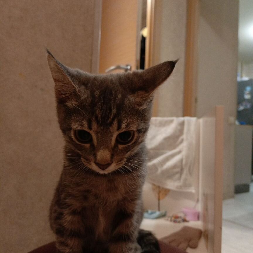 Котенок
