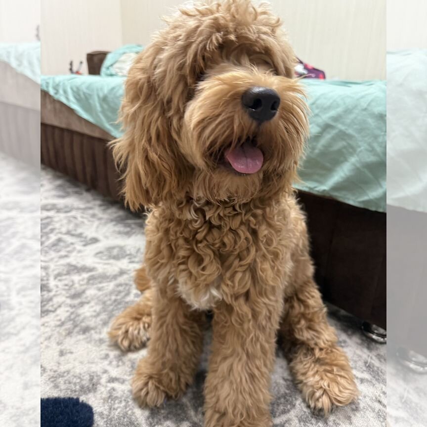 Кокапу, щенок