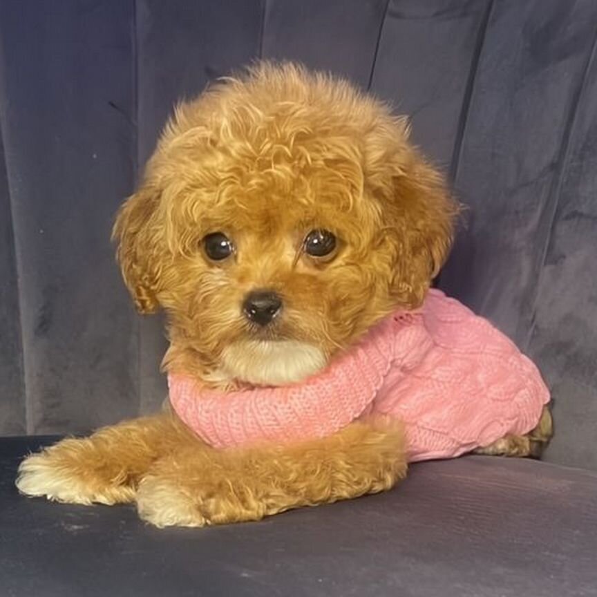 Мальтипу, щенок