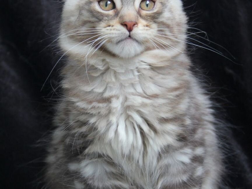 Мейн-кун шикарный мальчишка