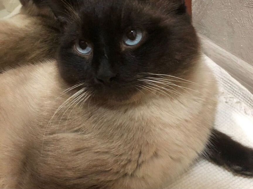 Тайский кот