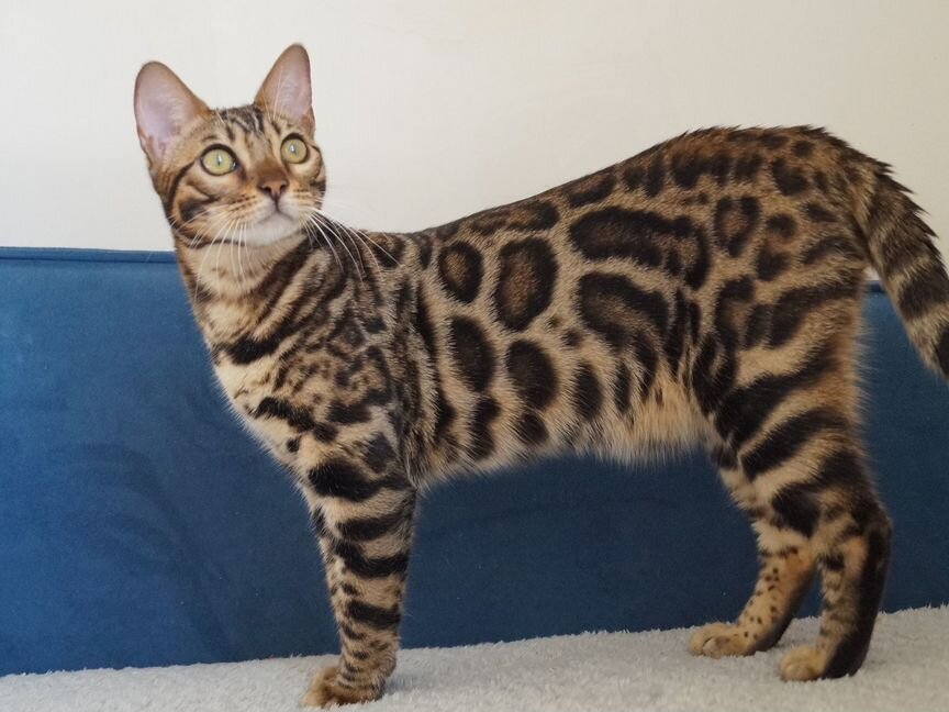 Элитные бенгальские котята