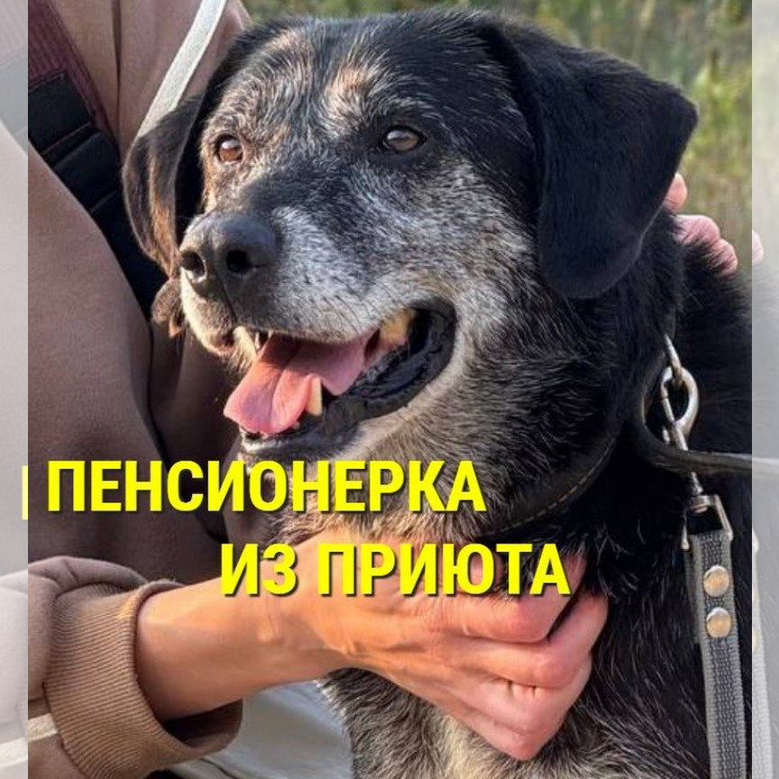 Взрослая собака в добрые руки