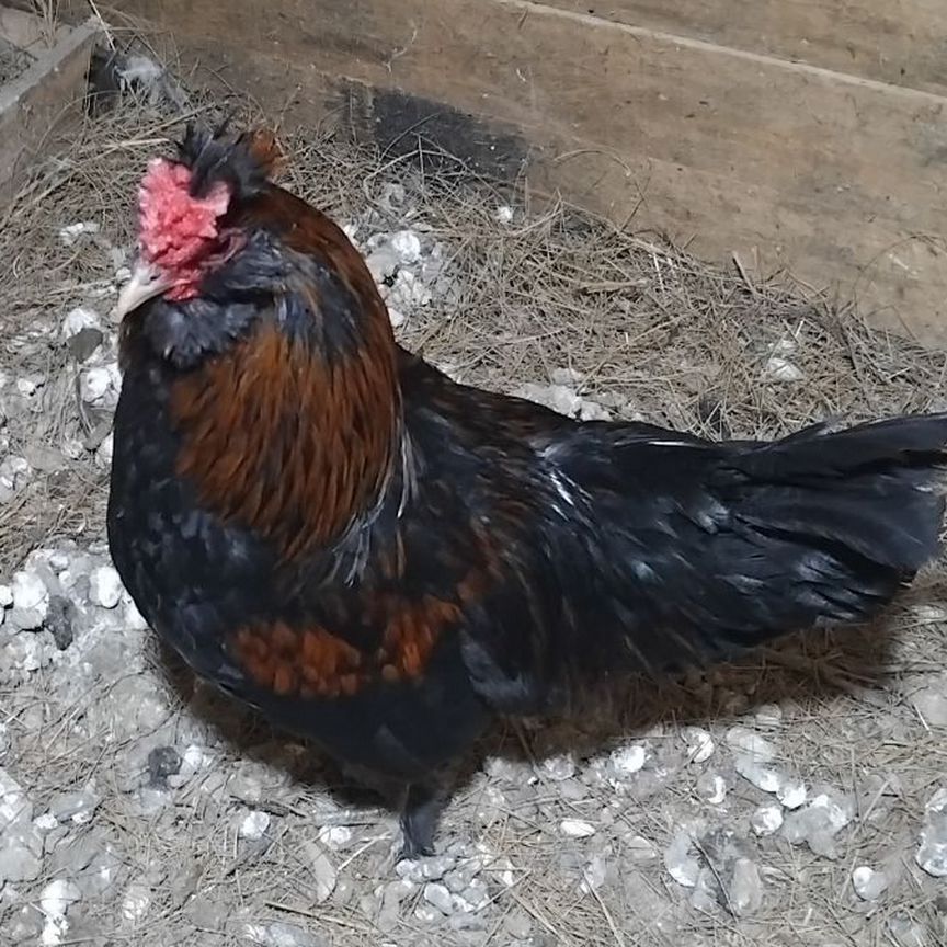 Молодые петухи