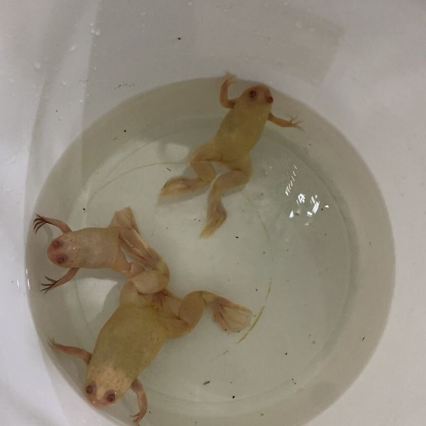 Шпорцевая лягушка