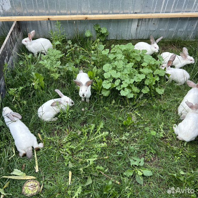 Калифорнийские кролики