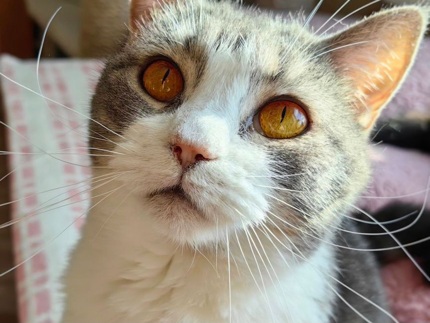 Кошка ждёт своего человека