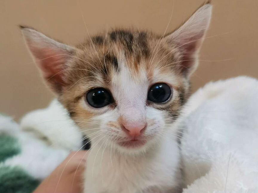 Кошки в добрые руки