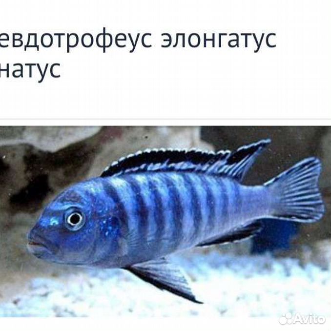 Рыба цихлида Малави