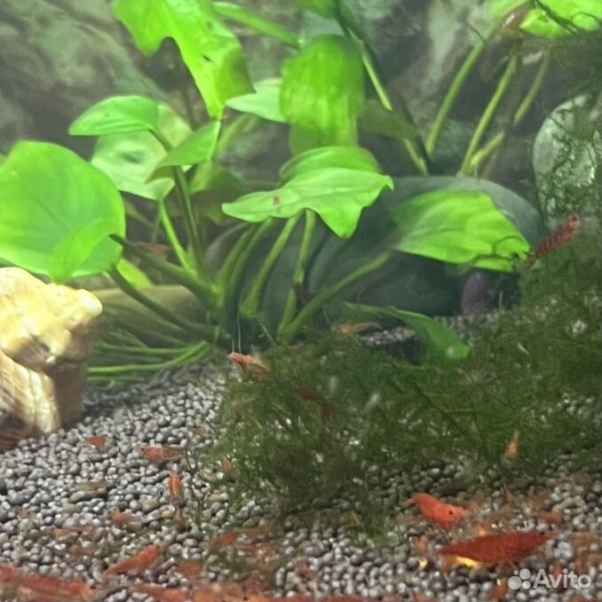 Аквариумные креветки chery Вишни