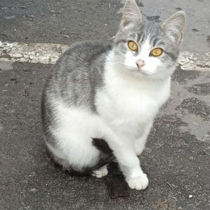 Взрослая, кошка в добрые руки