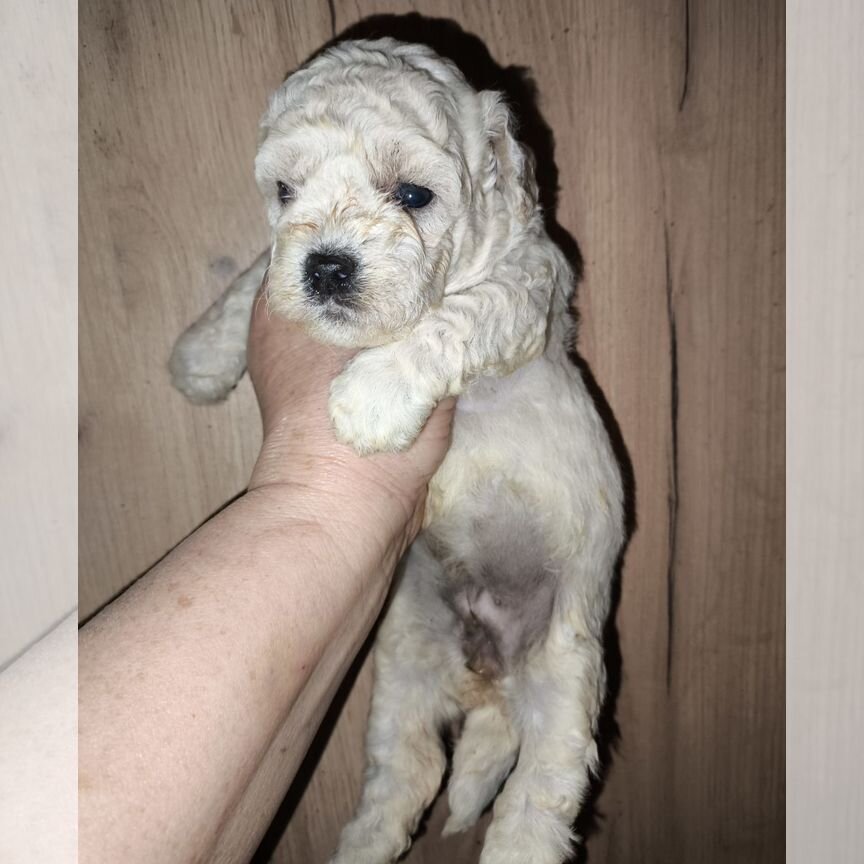 Бишон фризе, щенок