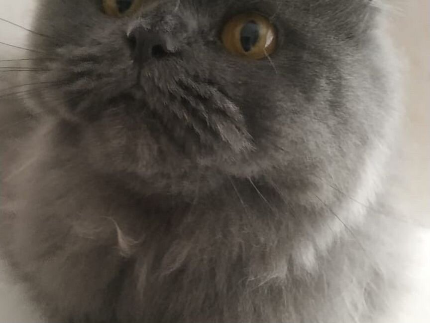 Персидская кошка