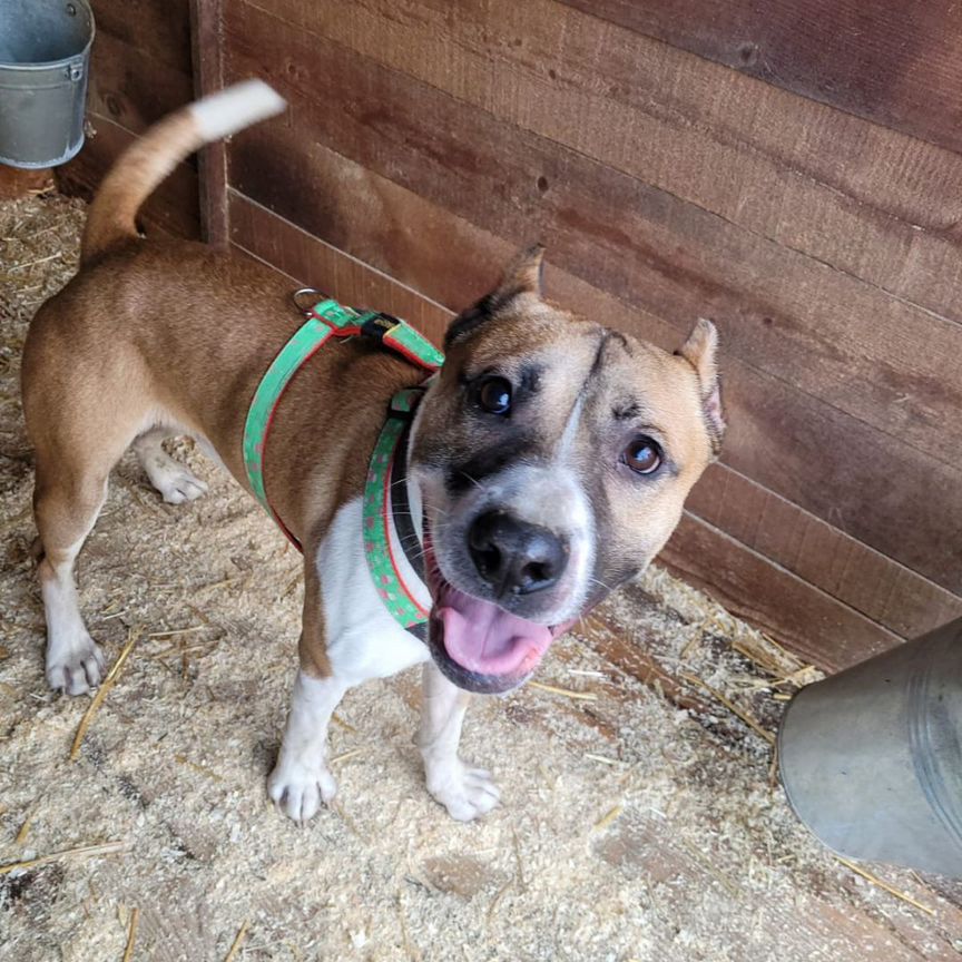 Молодой стафф попал в приют