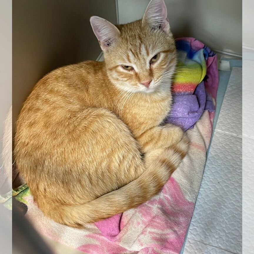 Отдам котят в добрые руки