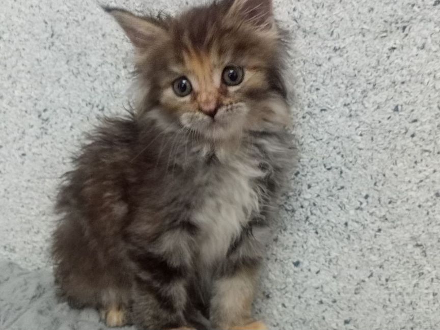 Кошечка мейн-кун