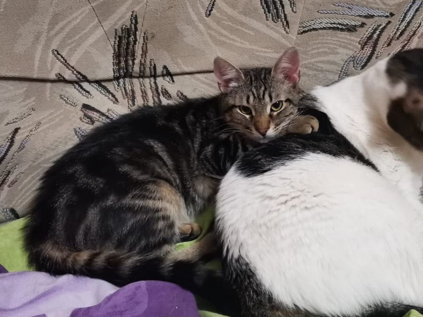 Кот