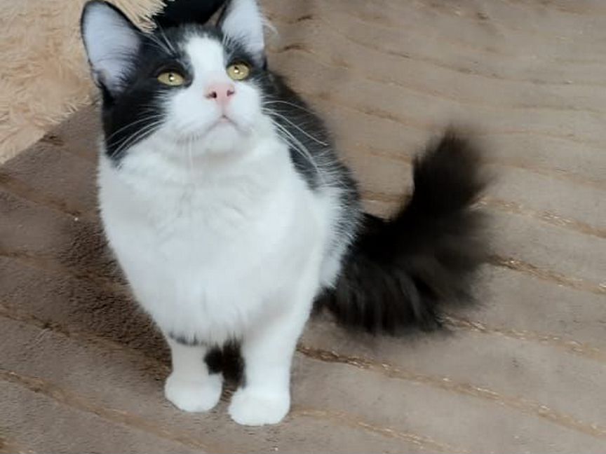 Маша в добрые руки